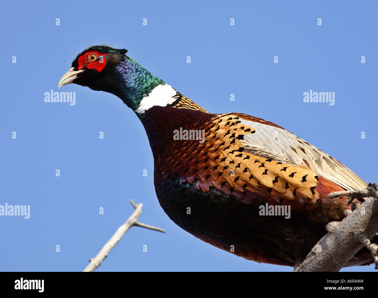 A male Ring-necked Pheasant in a tree in scenic Saskatchewan Canada ...