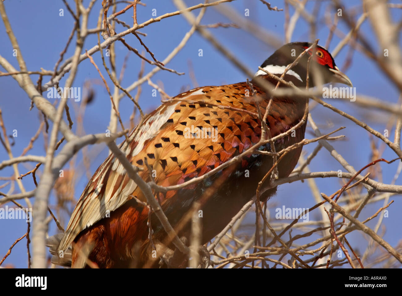 Pheasant in a tree hi-res stock photography and images - Alamy