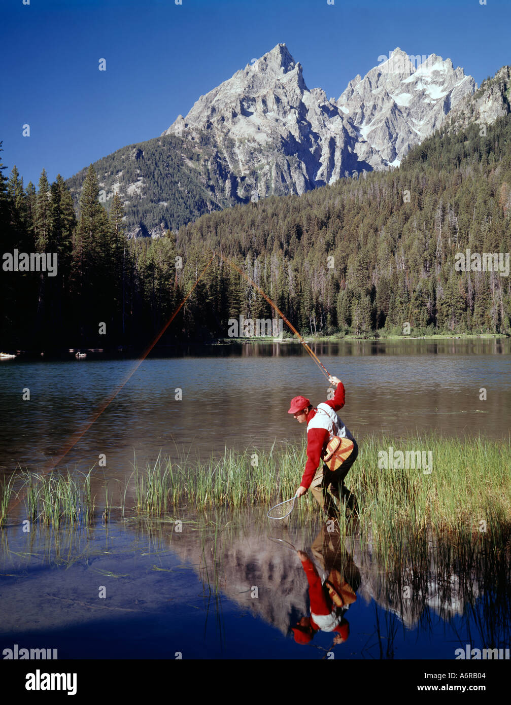 Fly fisherman netting a trout in String Lake in Grand Teton National ...