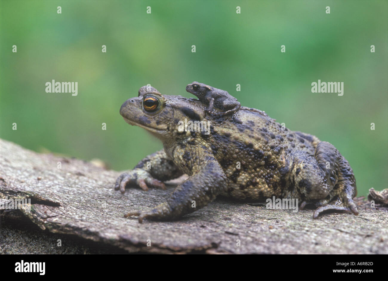 Common Toad and toadlet Stock Photo - Alamy