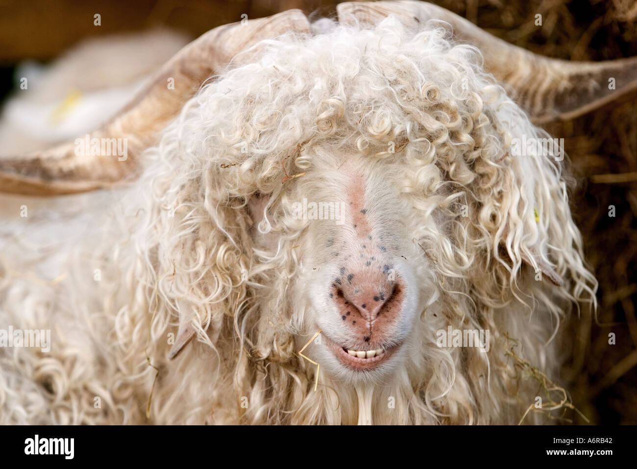 Angora Goat Capra hircus Stock Photo - Alamy