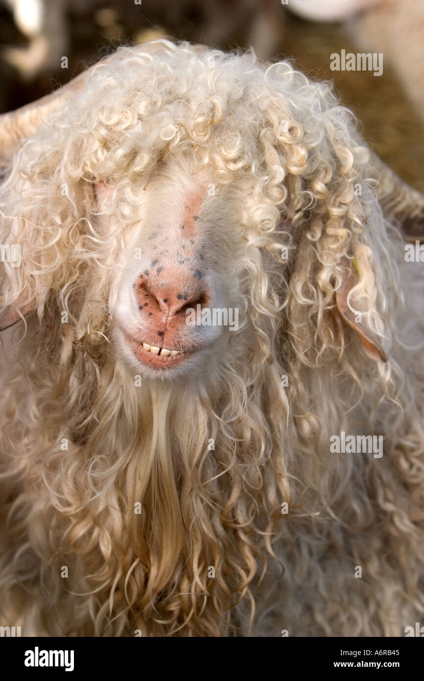 angora goat Capra hircus Stock Photo - Alamy