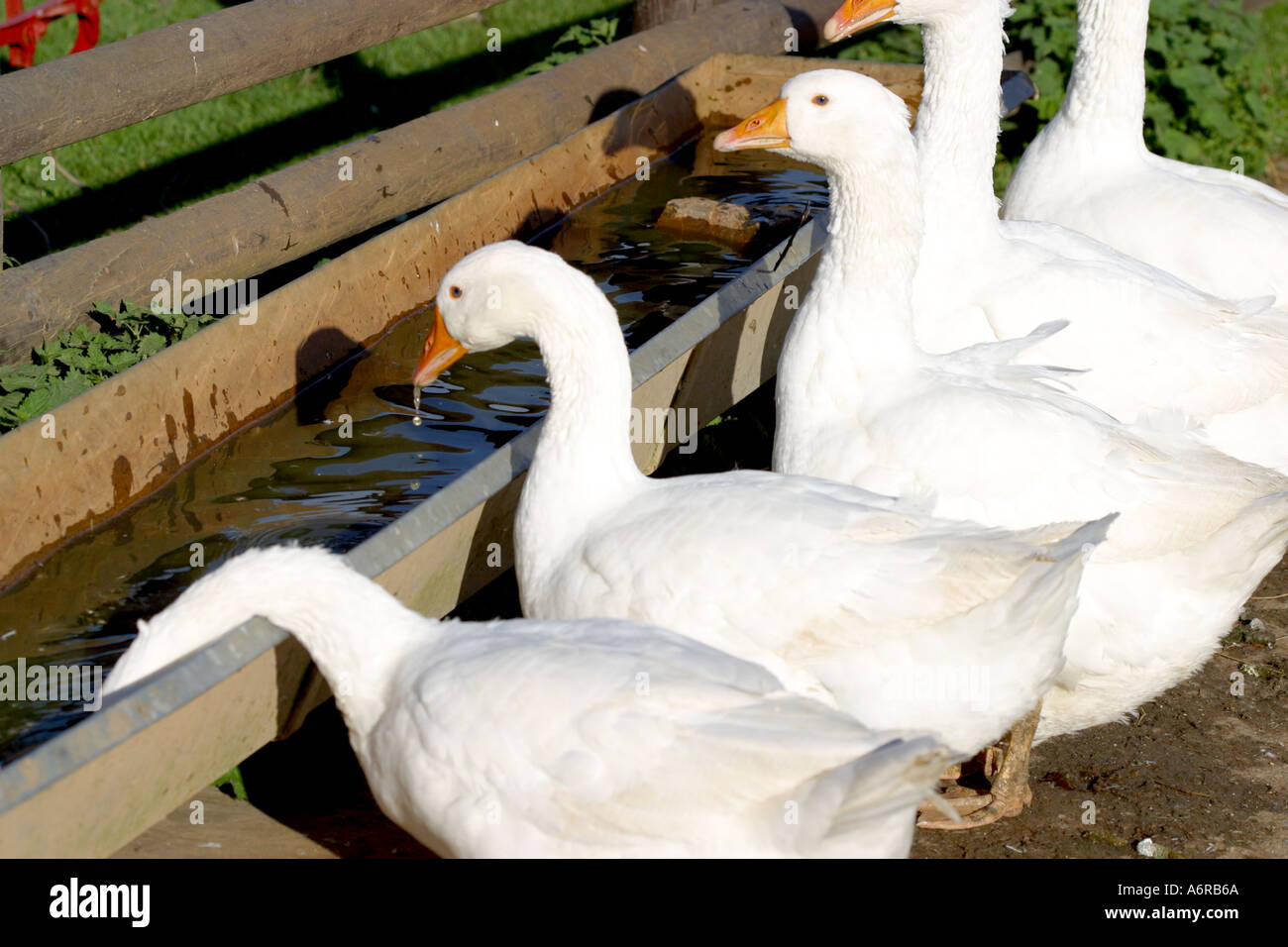 A line of ducks drinking from a trough Stock Photo - Alamy