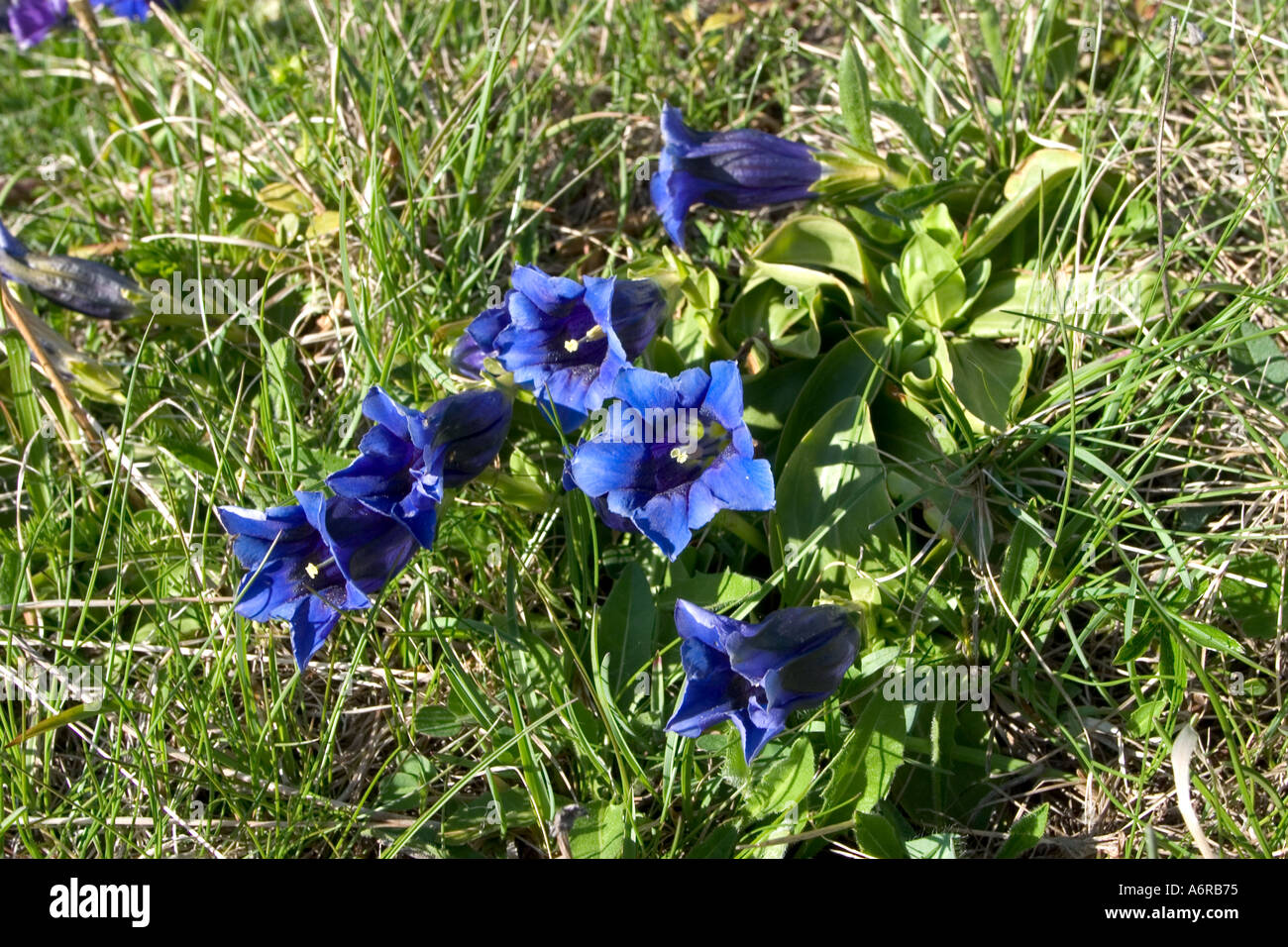 Gentians in flower in the Alps at Courchevel France Stock Photo - Alamy