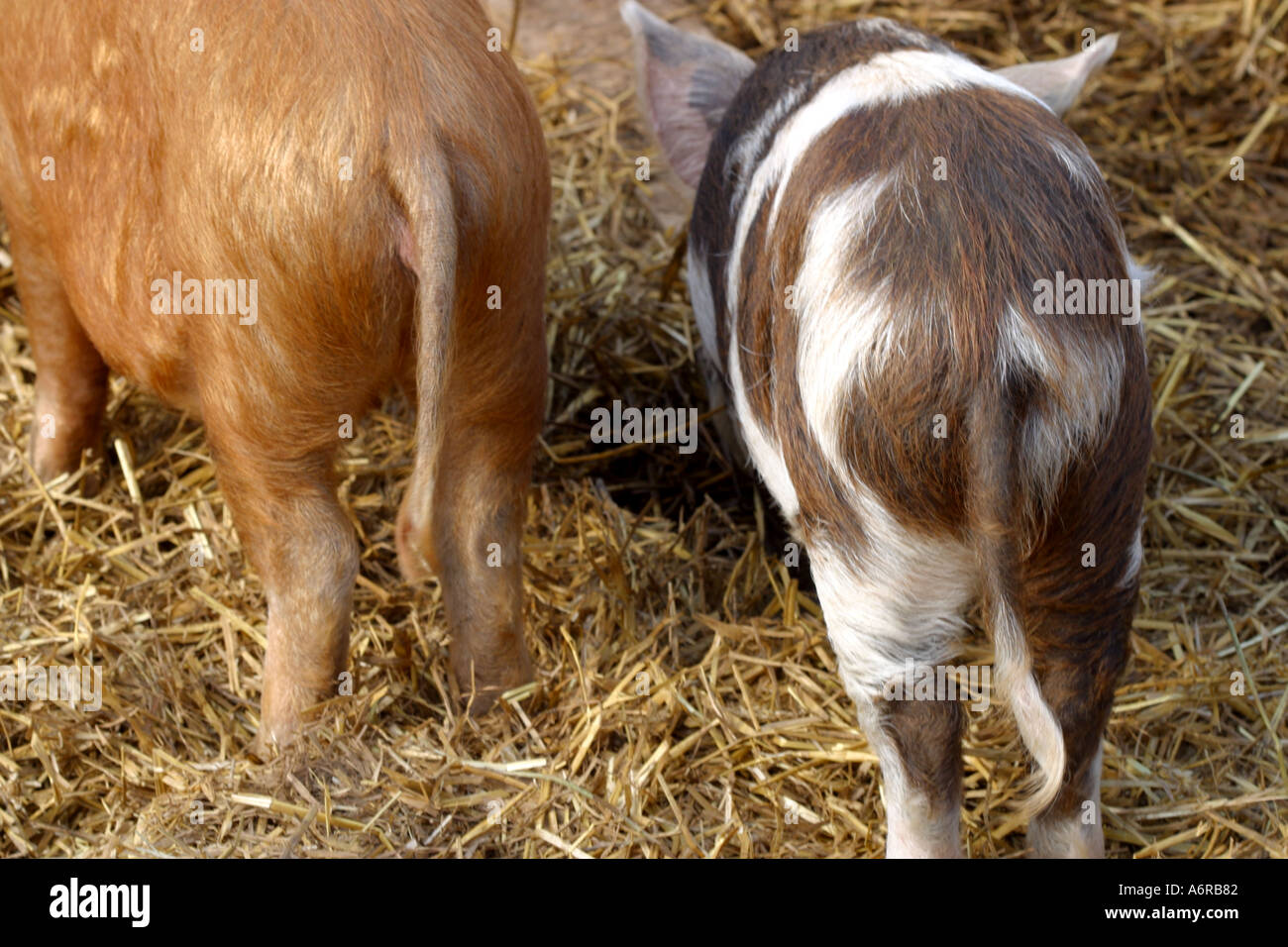 Pigs bottom hi-res stock photography and images - Alamy