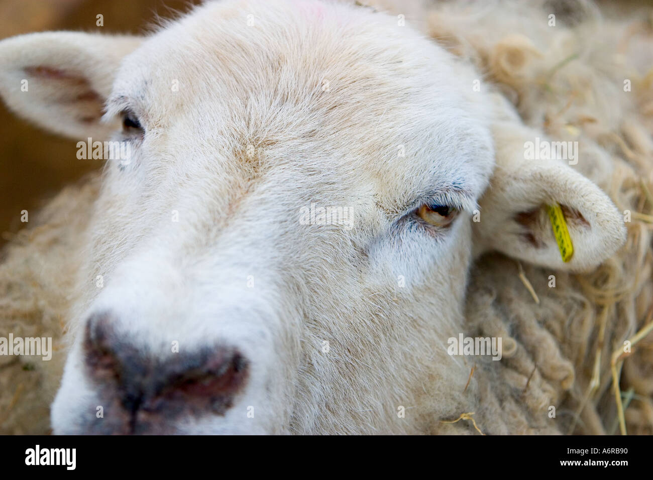 Sheep looking at camera Stock Photo - Alamy