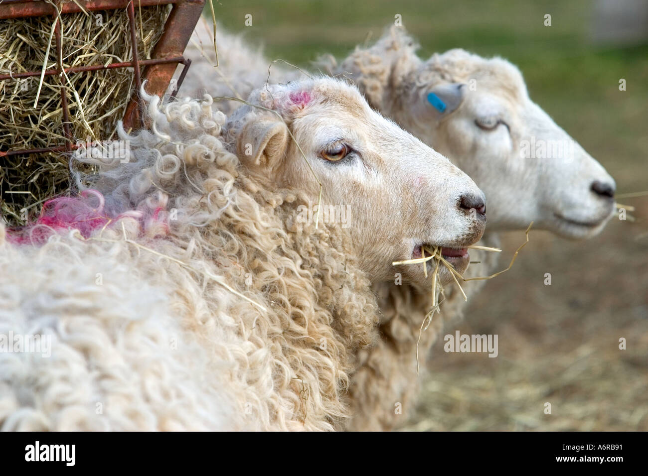 Two sheep with blue and pink markings chewing hay in a Devon farmyard ...