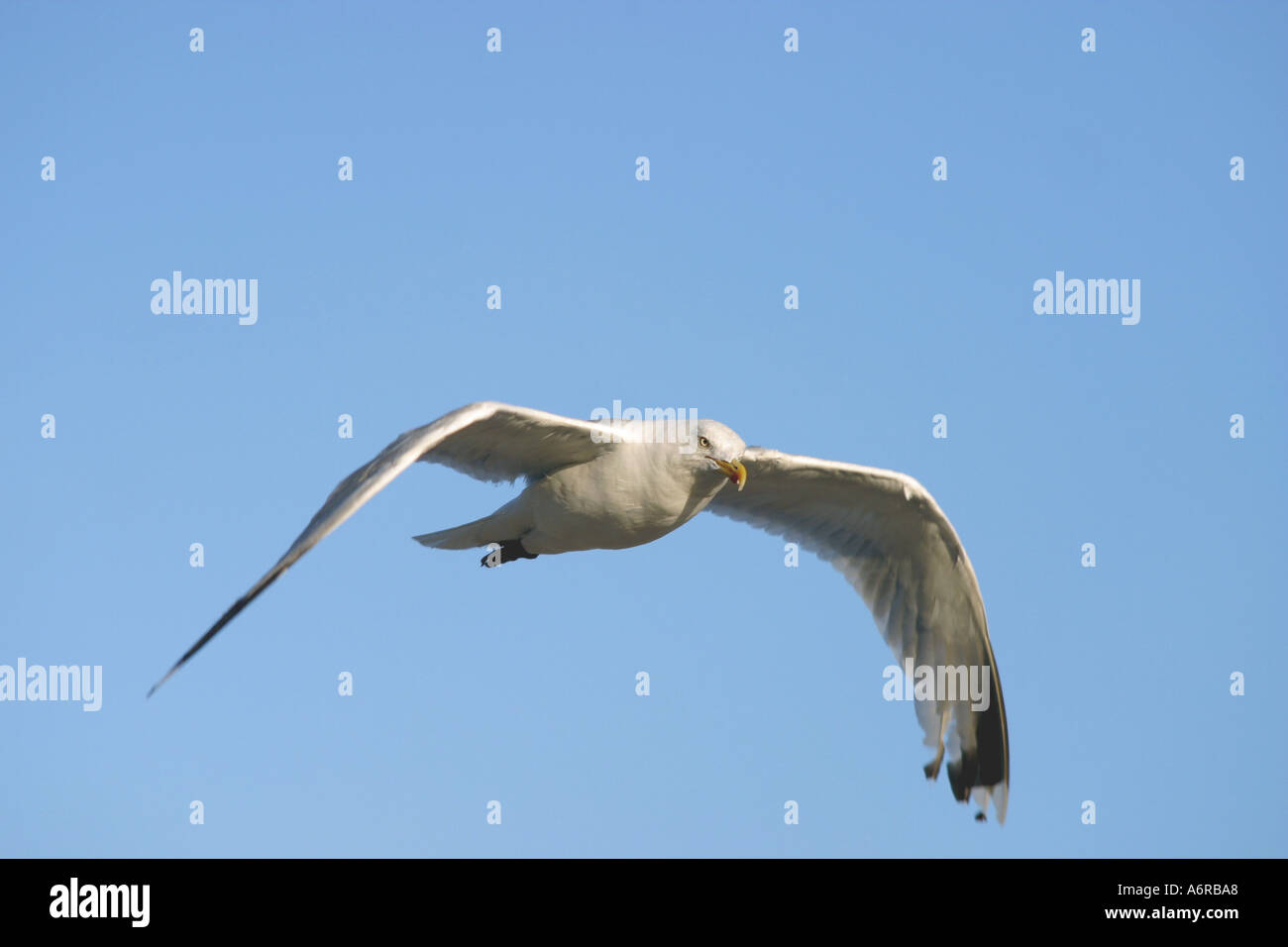 A seagull in flight over Brighton East Sussex England Stock Photo - Alamy