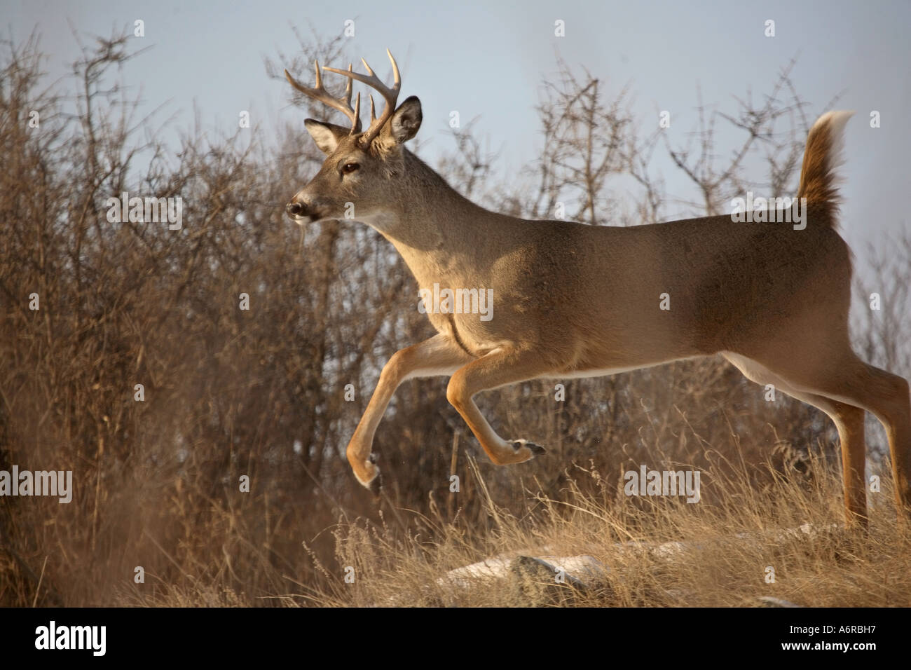 A leaping White-tailed Deer buck in scenic Saskatchewan Canada Stock ...