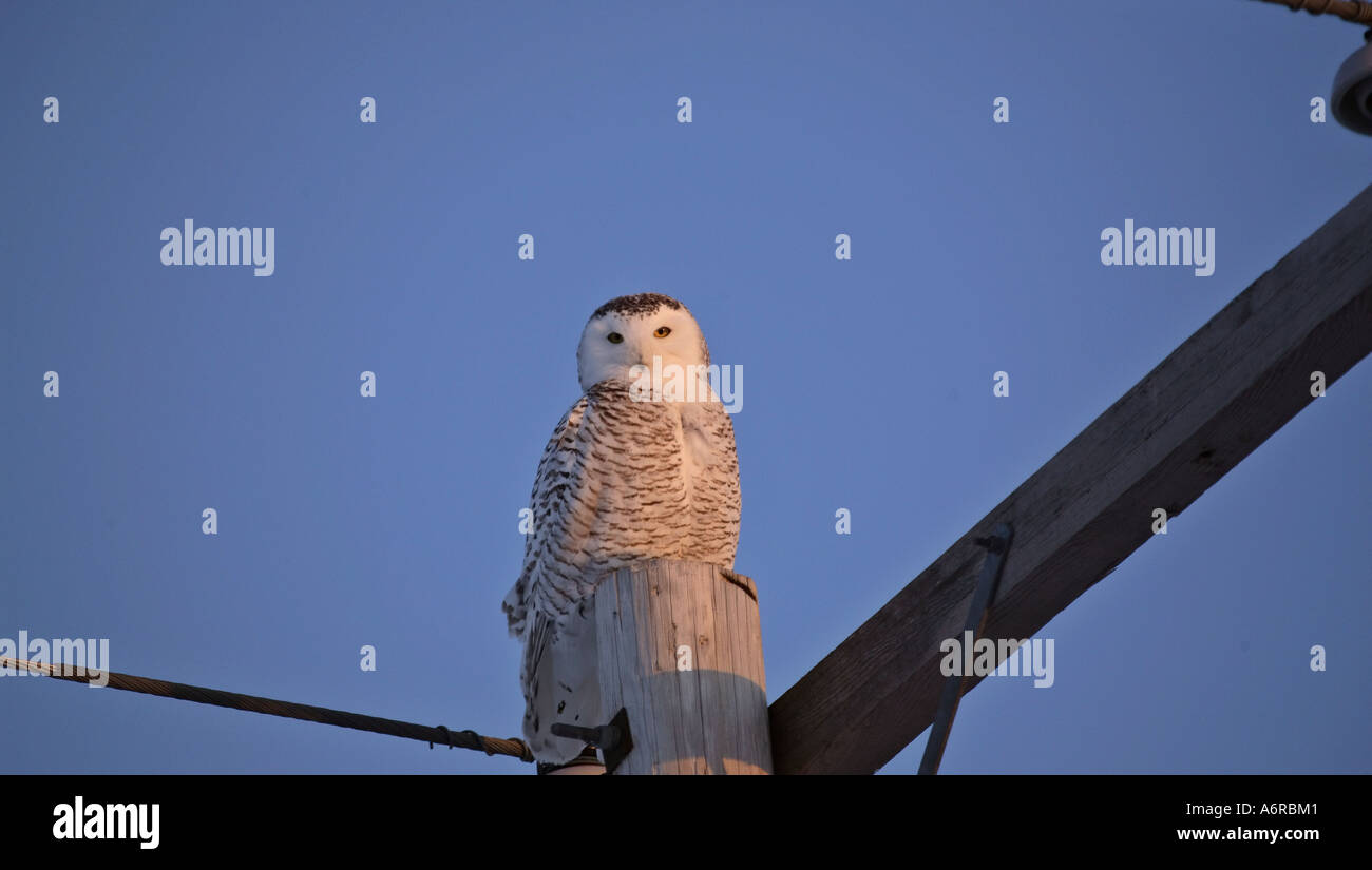 A female Snowy Owl on a power pole in scenic Saskatchewan Canada Stock ...