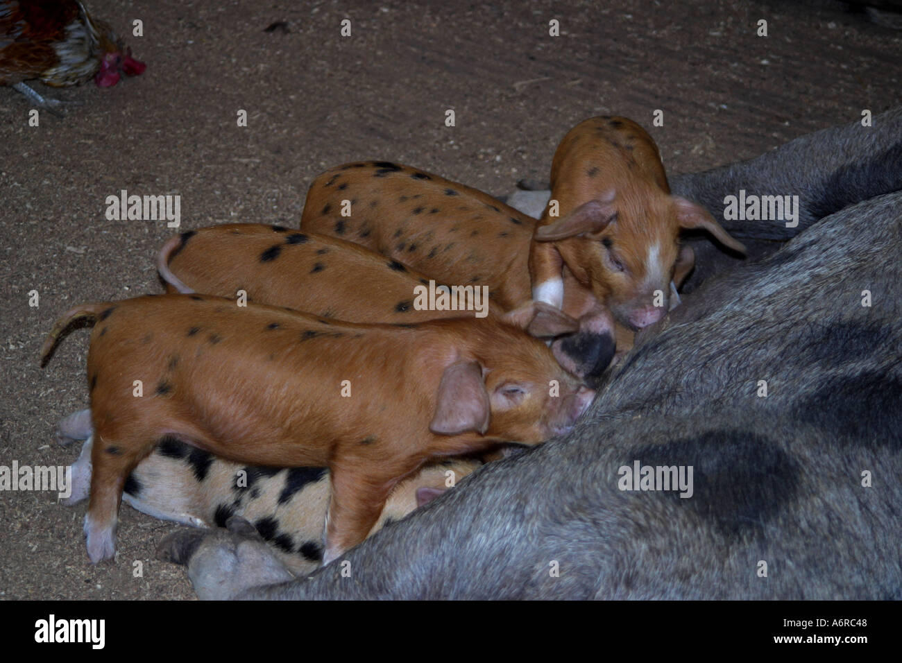 PIGLETS FEEDING FROM SOW Stock Photo - Alamy