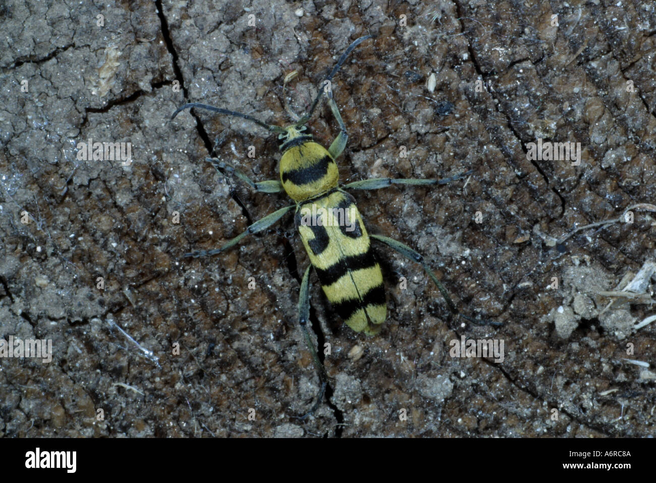 Minibeast france hi-res stock photography and images - Alamy