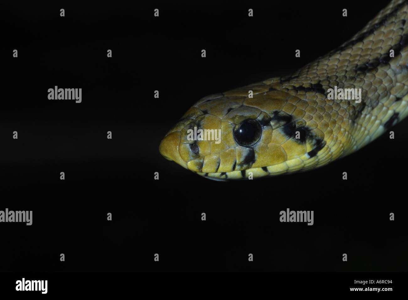 LADDER SNAKE Elaphe scalaris Stock Photo - Alamy