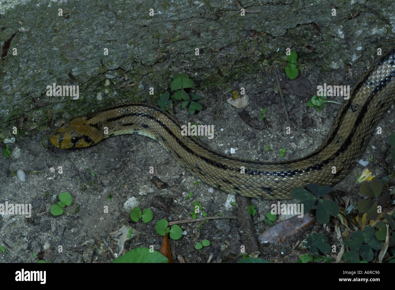 LADDER SNAKE Elaphe scalaris Stock Photo - Alamy