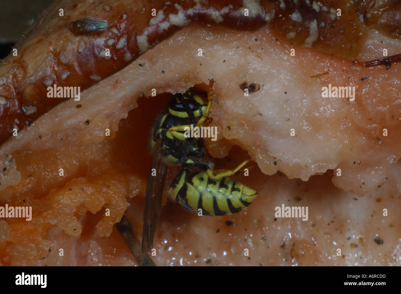 Wasp feeding on rotting fruit. France Stock Photo - Alamy
