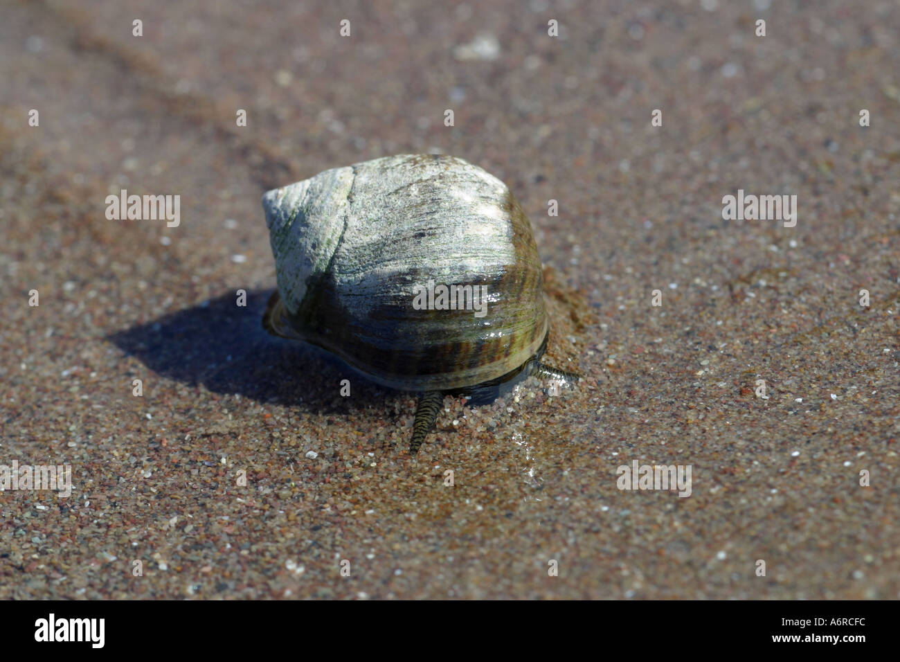 Sandy shhore hi-res stock photography and images - Alamy