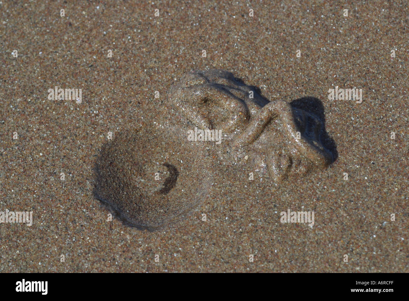 A Lugworm cast and hole in sand on beach. British Isles Stock Photo - Alamy