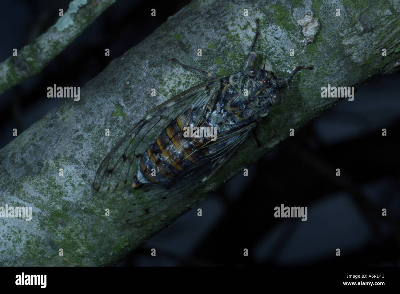 Cicada insect tree france hi-res stock photography and images - Alamy