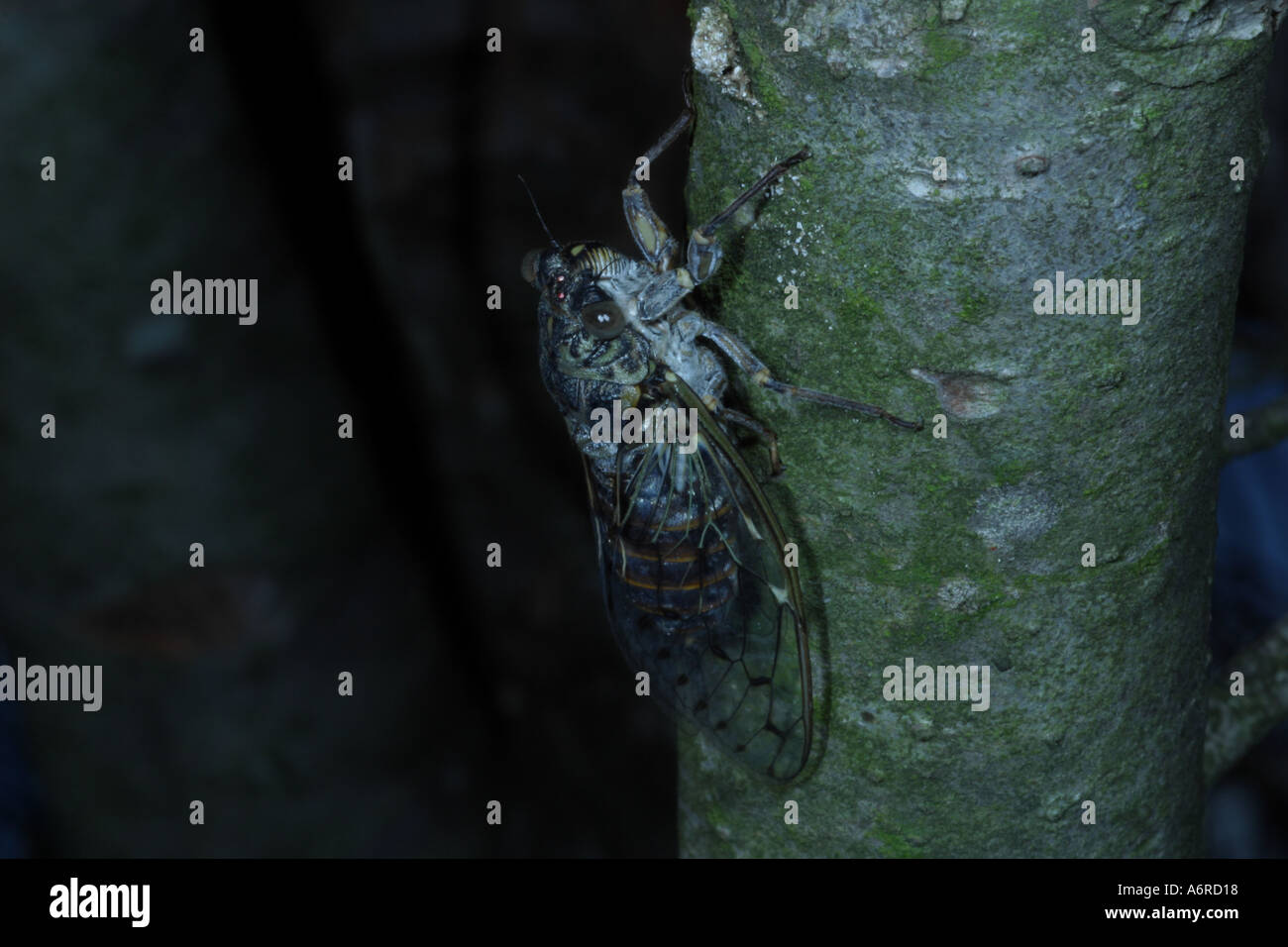 Cicada insect tree france hi-res stock photography and images - Alamy