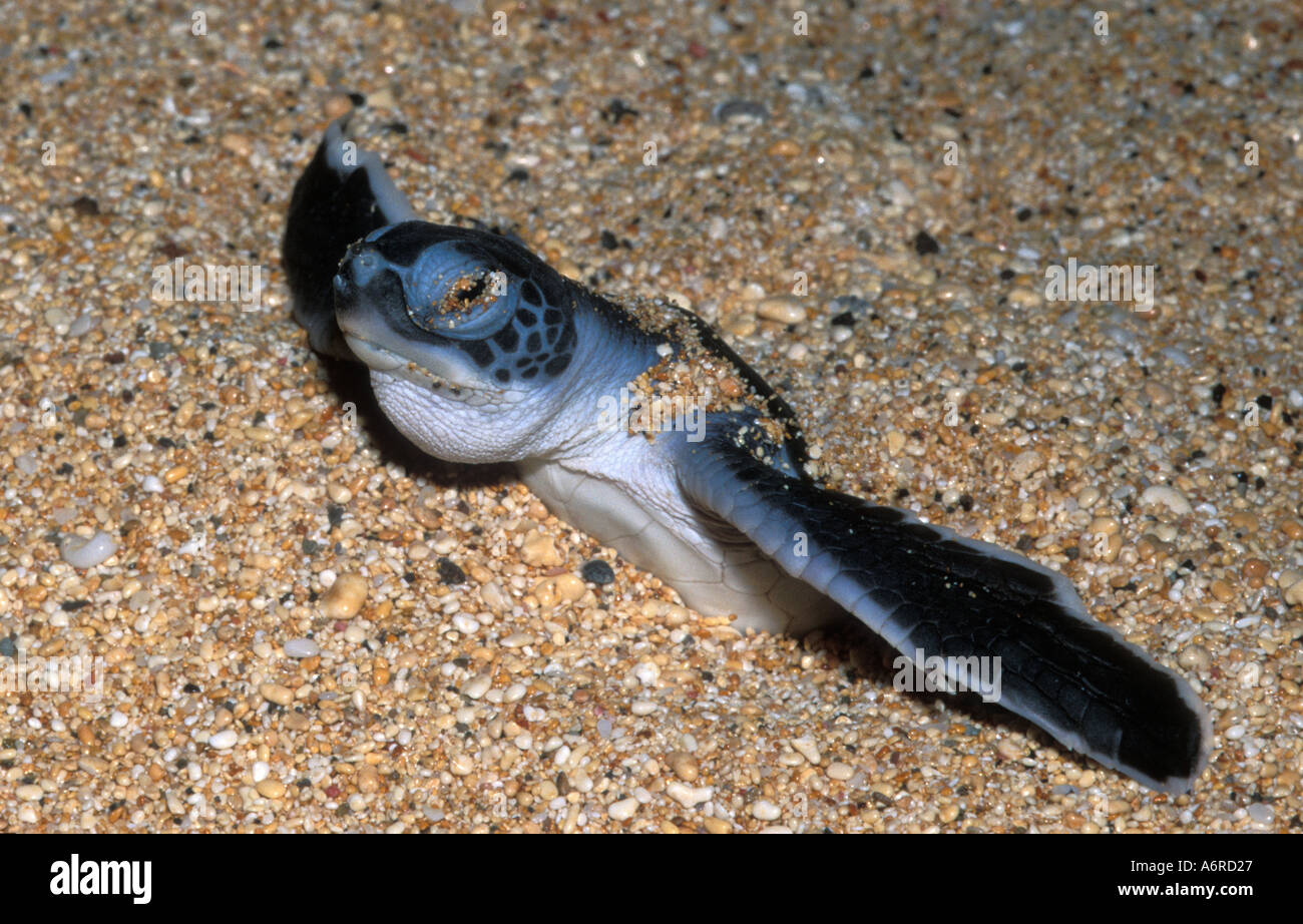 Green turtle digging out nest hi-res stock photography and images - Alamy