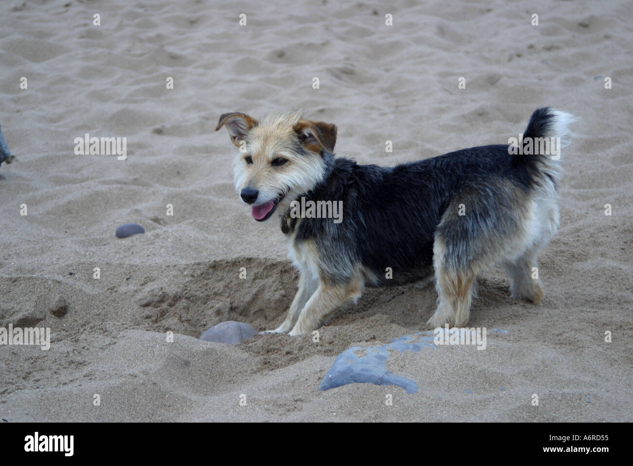DOG DIGGING ON BEACH Stock Photo - Alamy