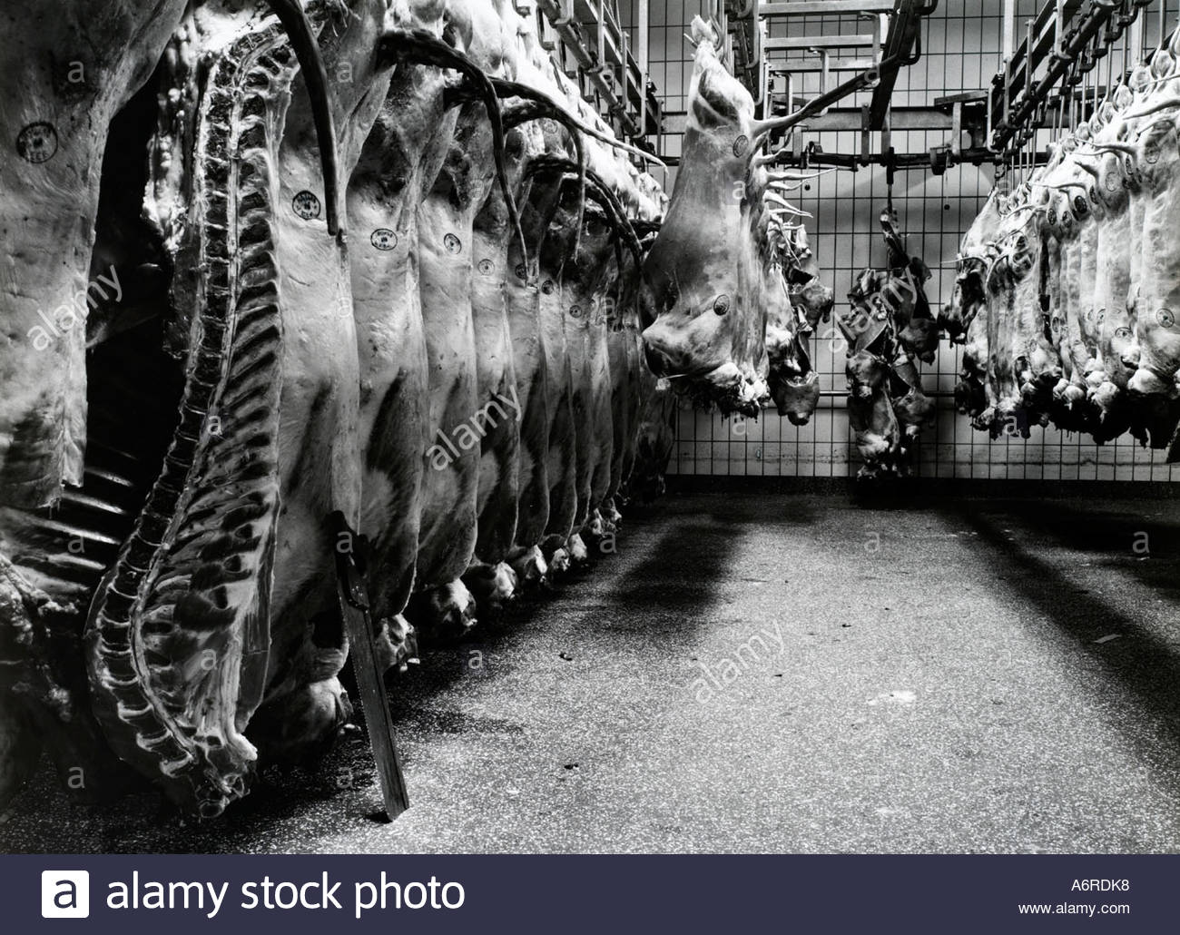Hog Tied Stock Photos & Hog Tied Stock Images - Alamy