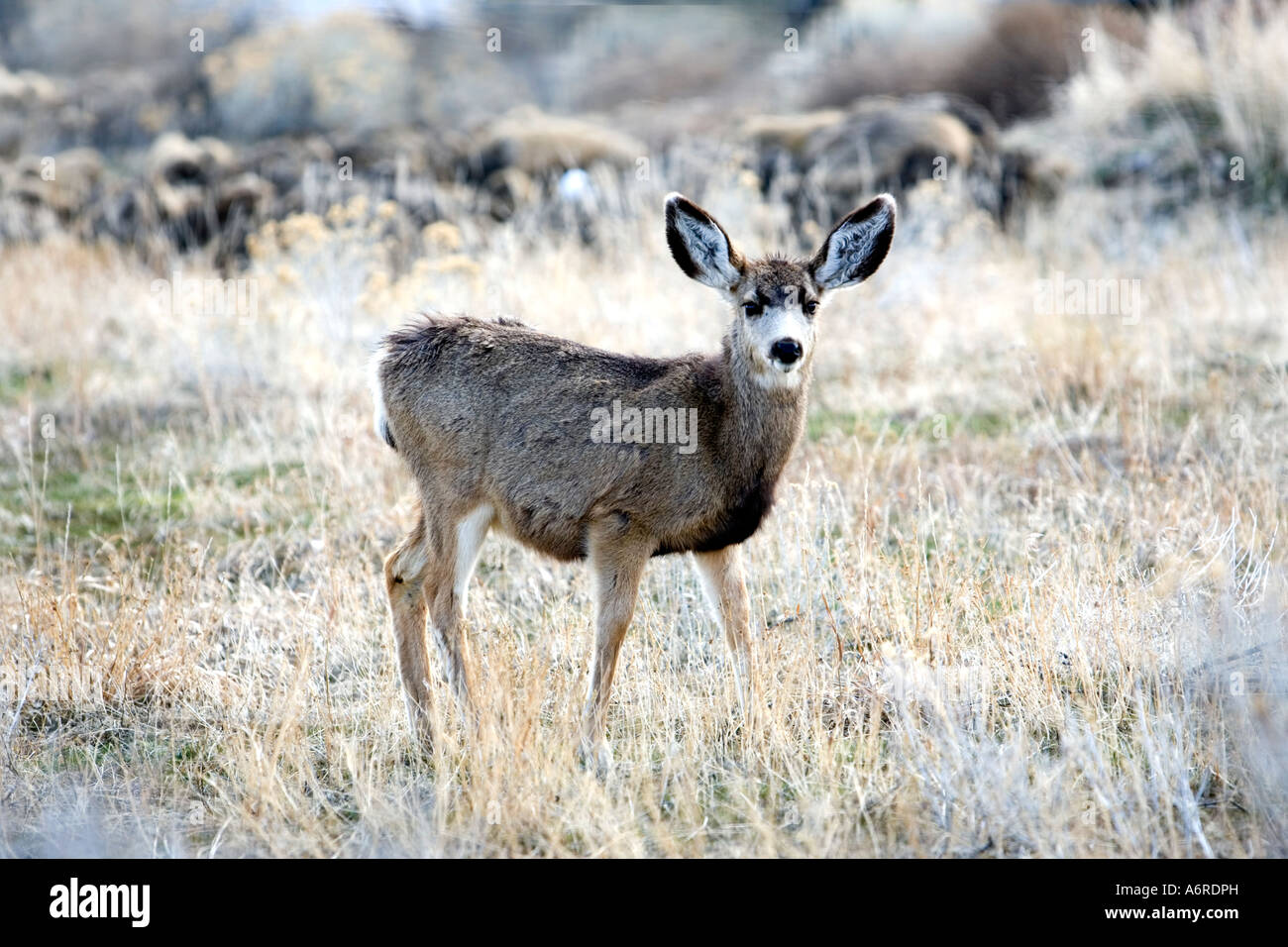 Deer mule in field early spring Utah Stock Photo - Alamy