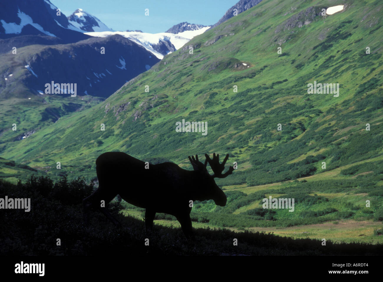 Bull Moose Alces alces silhoutte along Crow Pass trail Chugach ...