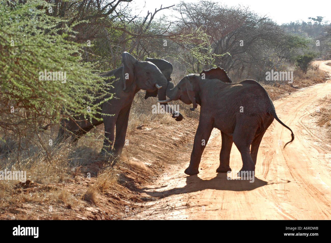 An injured Elephant, left, with part of his trunk severed fights for ...