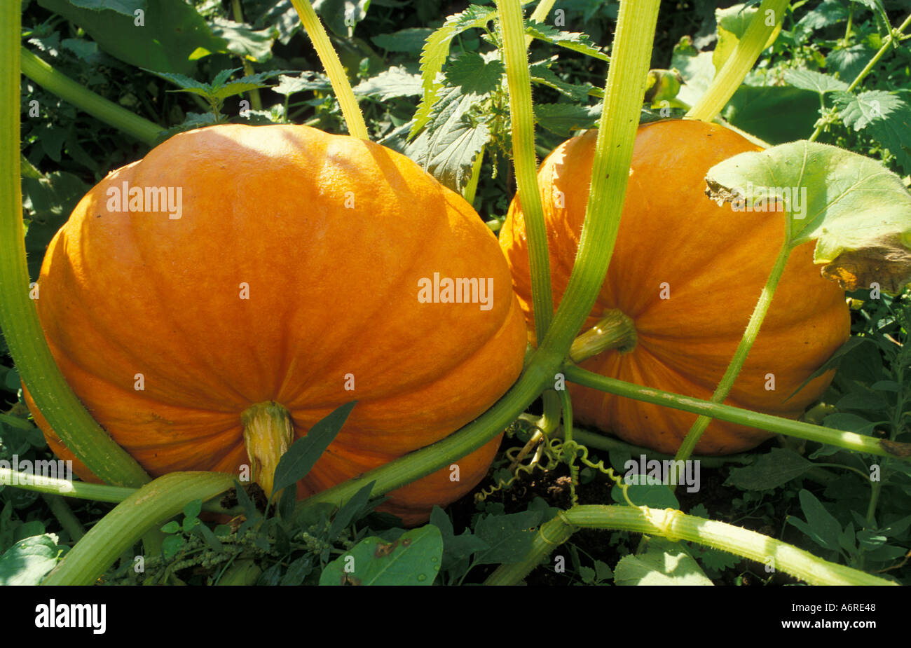 Slindon pumpkins hi-res stock photography and images - Alamy