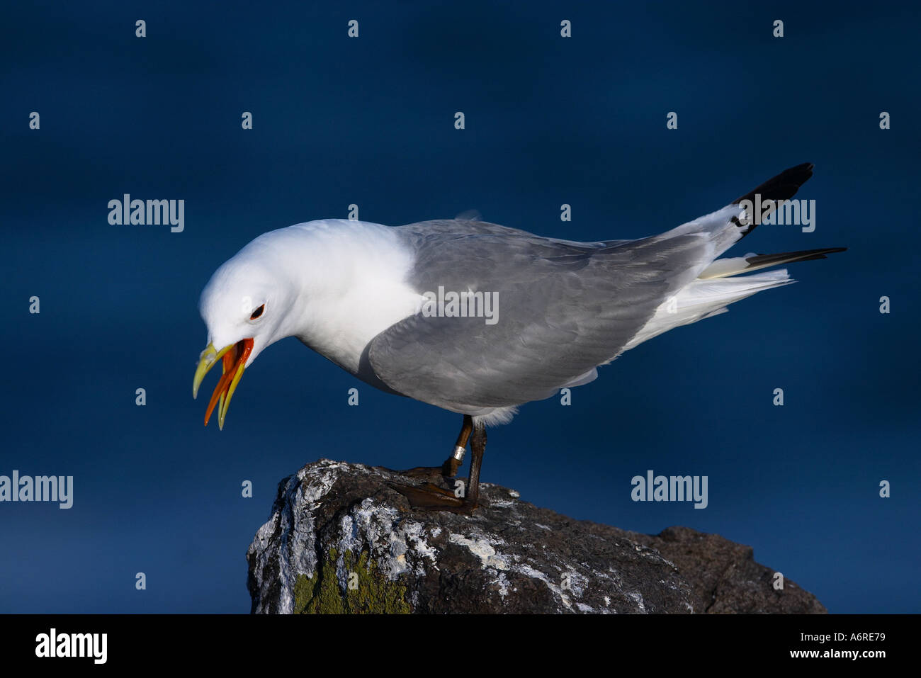 Black legged Kittiwake Rissa tridactyla Isle of May Firth of Forth Fife ...