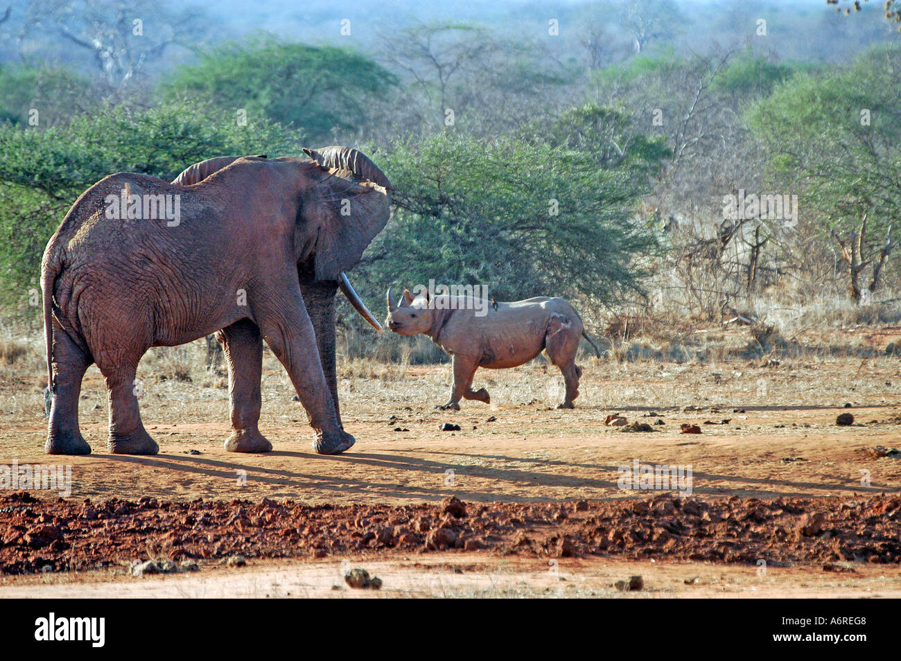 Elephant Vs Rhino Video