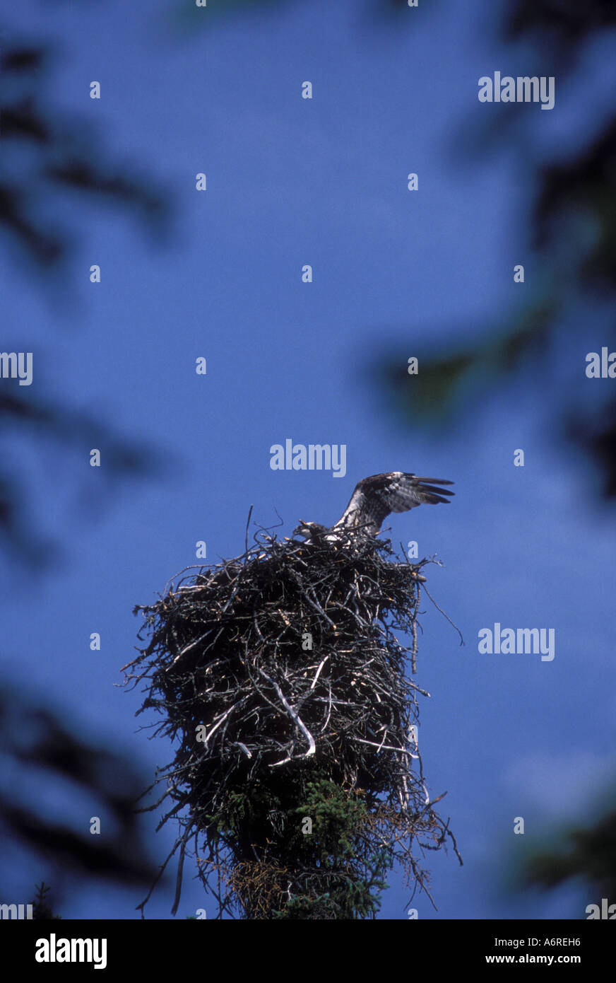 Osprey on nest on top of spruce tree Kobuk river Alaska Stock Photo - Alamy