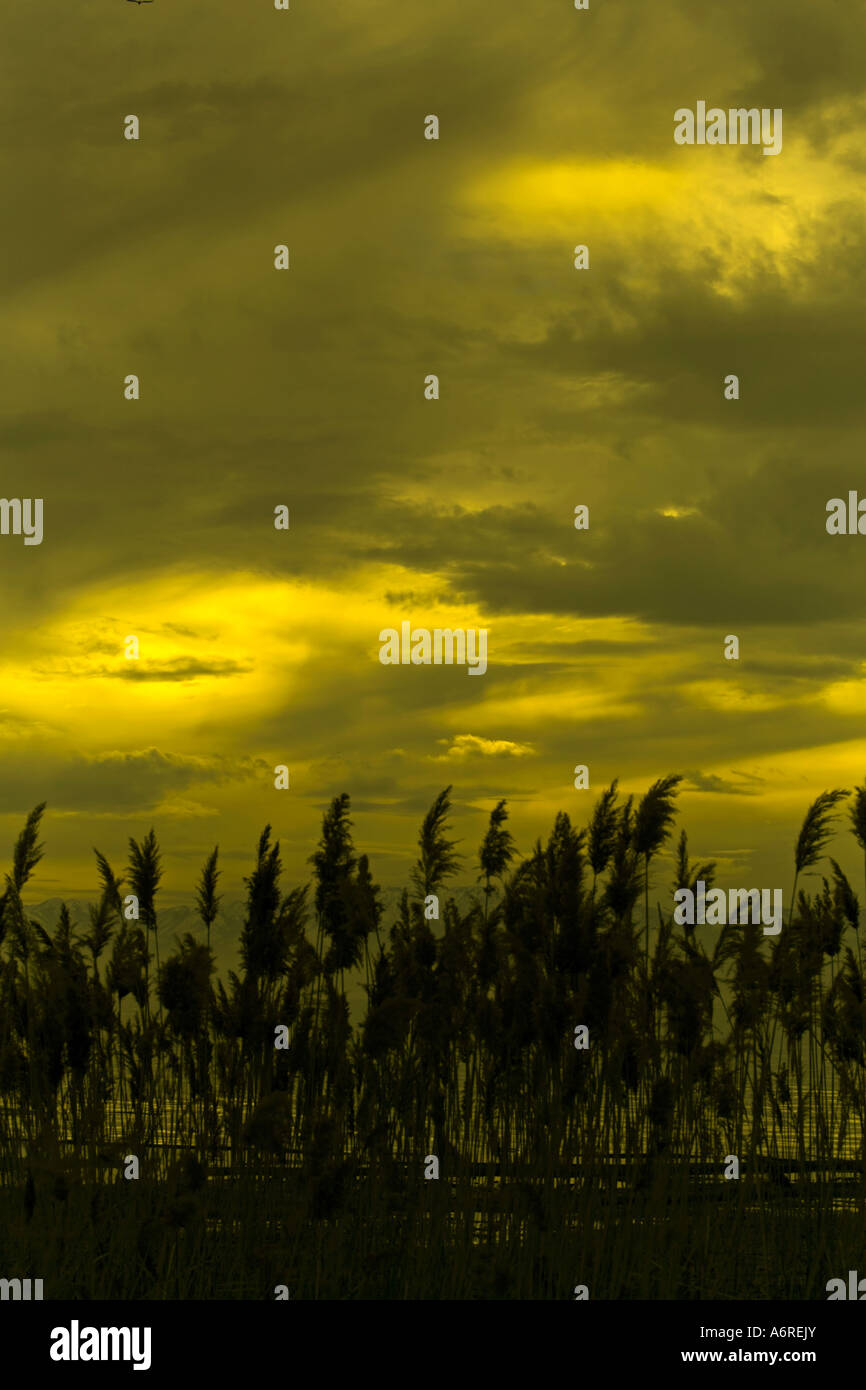 Sunset Great Salt Lake-Yellow sky over weeds and reeds Stock Photo - Alamy