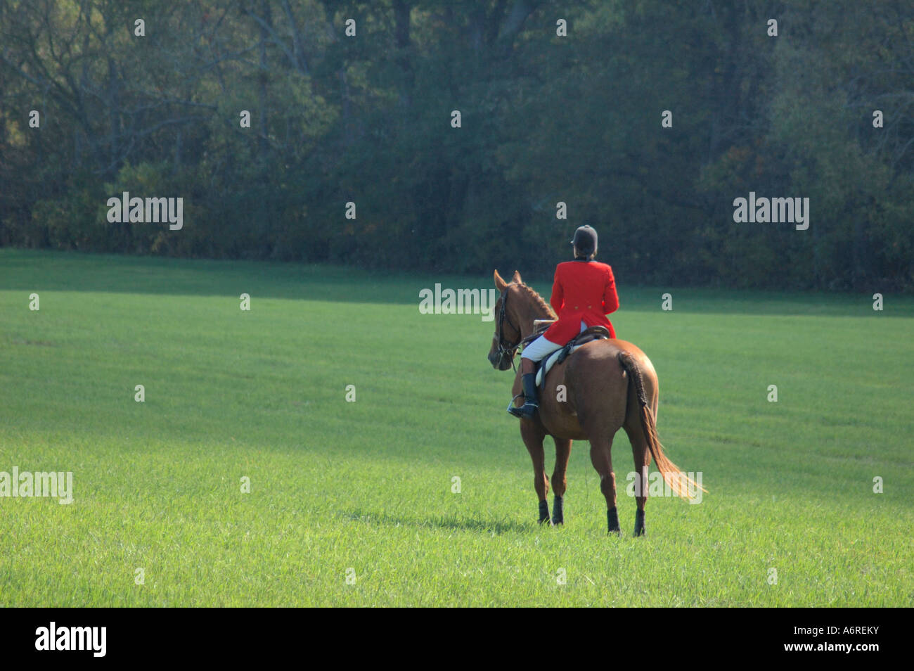 Back of a lone horse mounted lady huntsman in Lexington Kentucky Stock ...