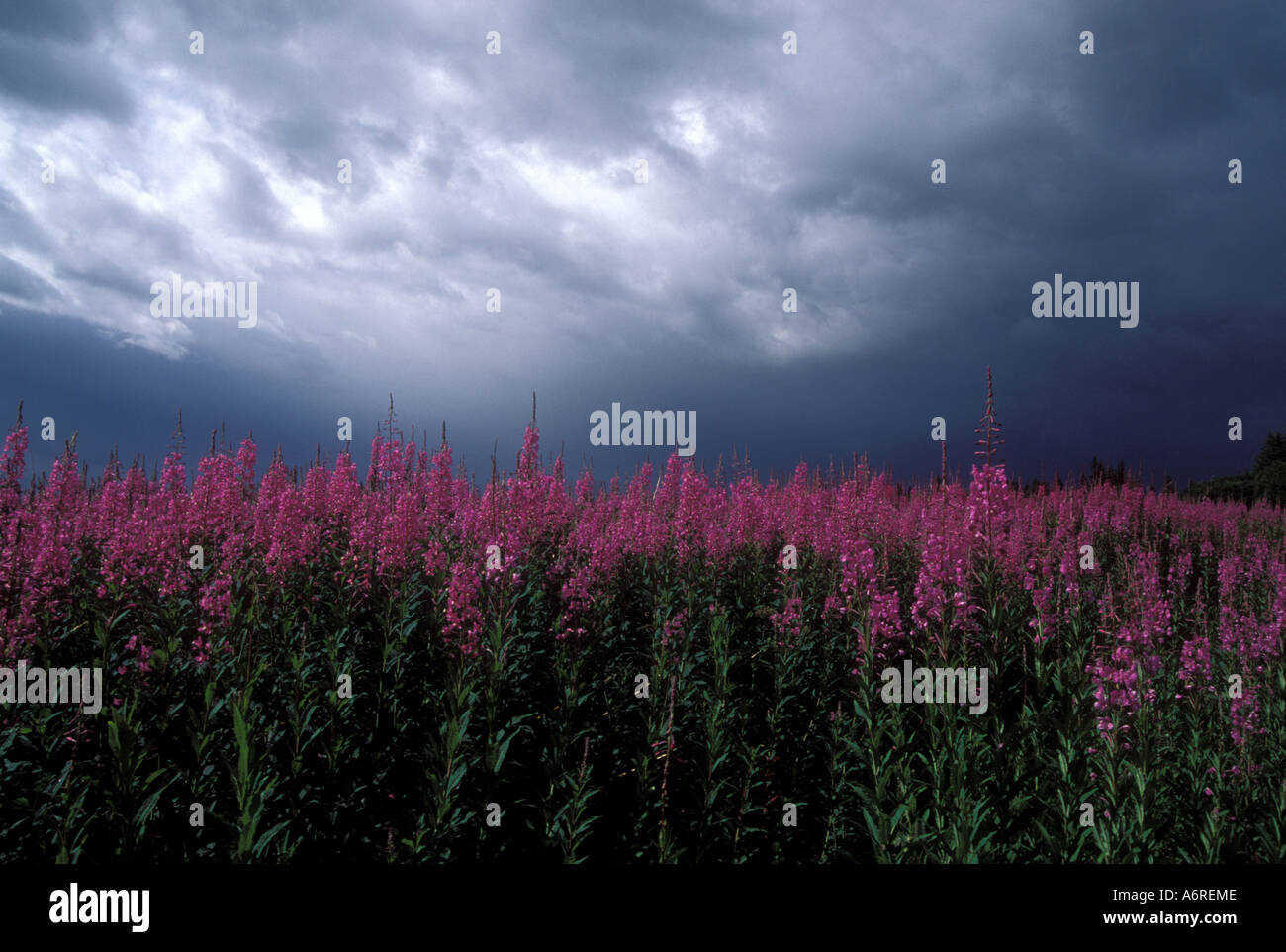 Fireweed blooming in meadow with dark rain clouds lower Kenai Peninsula ...