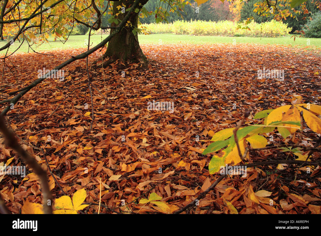 Autumn leaves under tree Stock Photo - Alamy