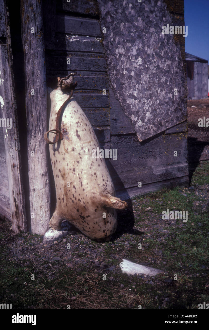 Float made of spotted seal skin Siberian Yupik eskimos Gambell Saint ...