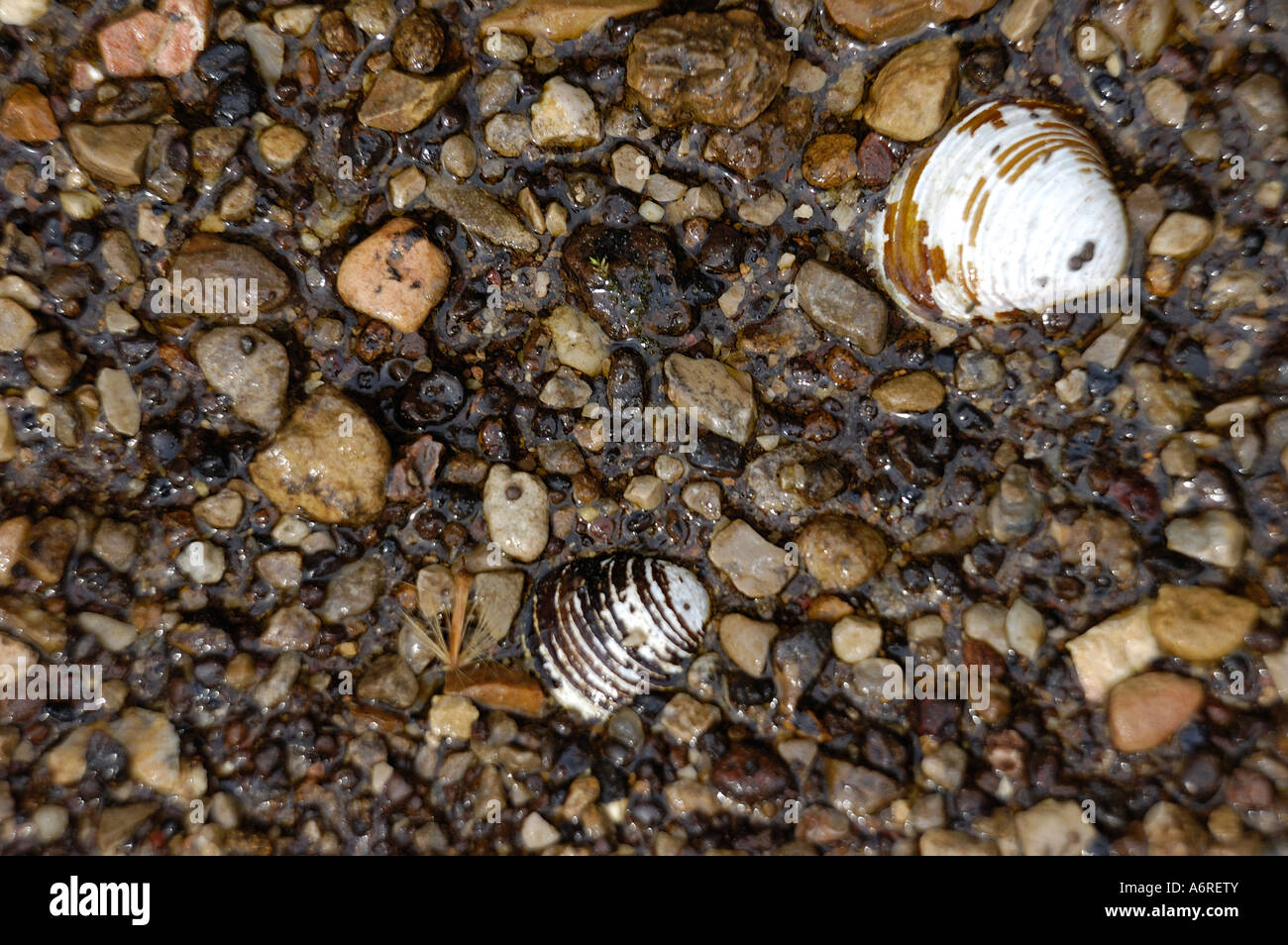 Texture and patterns in wet creek stones and shells Stock Photo - Alamy