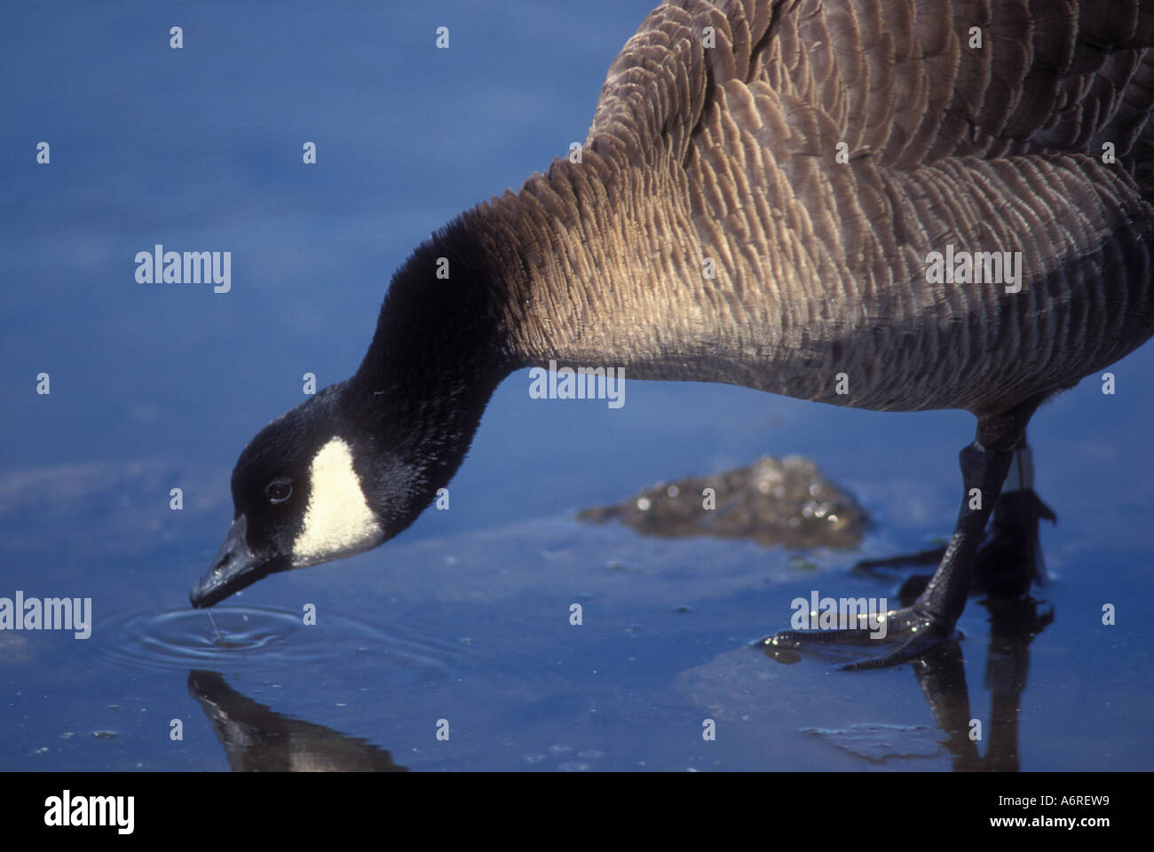 Canada goose geese hi-res stock photography and images - Alamy