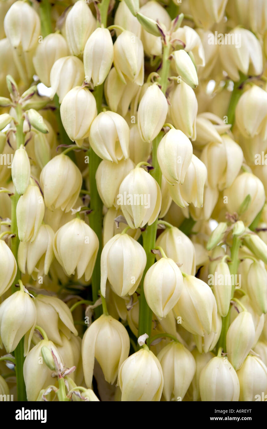 Yucca Spanish Dagger blooms closeup San Antonio Texas Stock Photo - Alamy