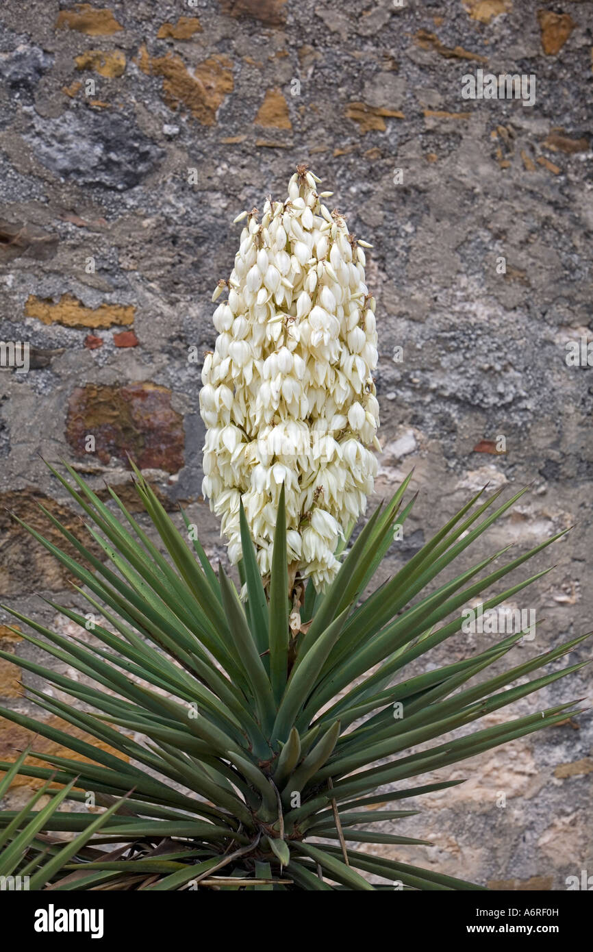 Yucca Spanish Dagger in front of rock wall at old Spanish Mission in ...
