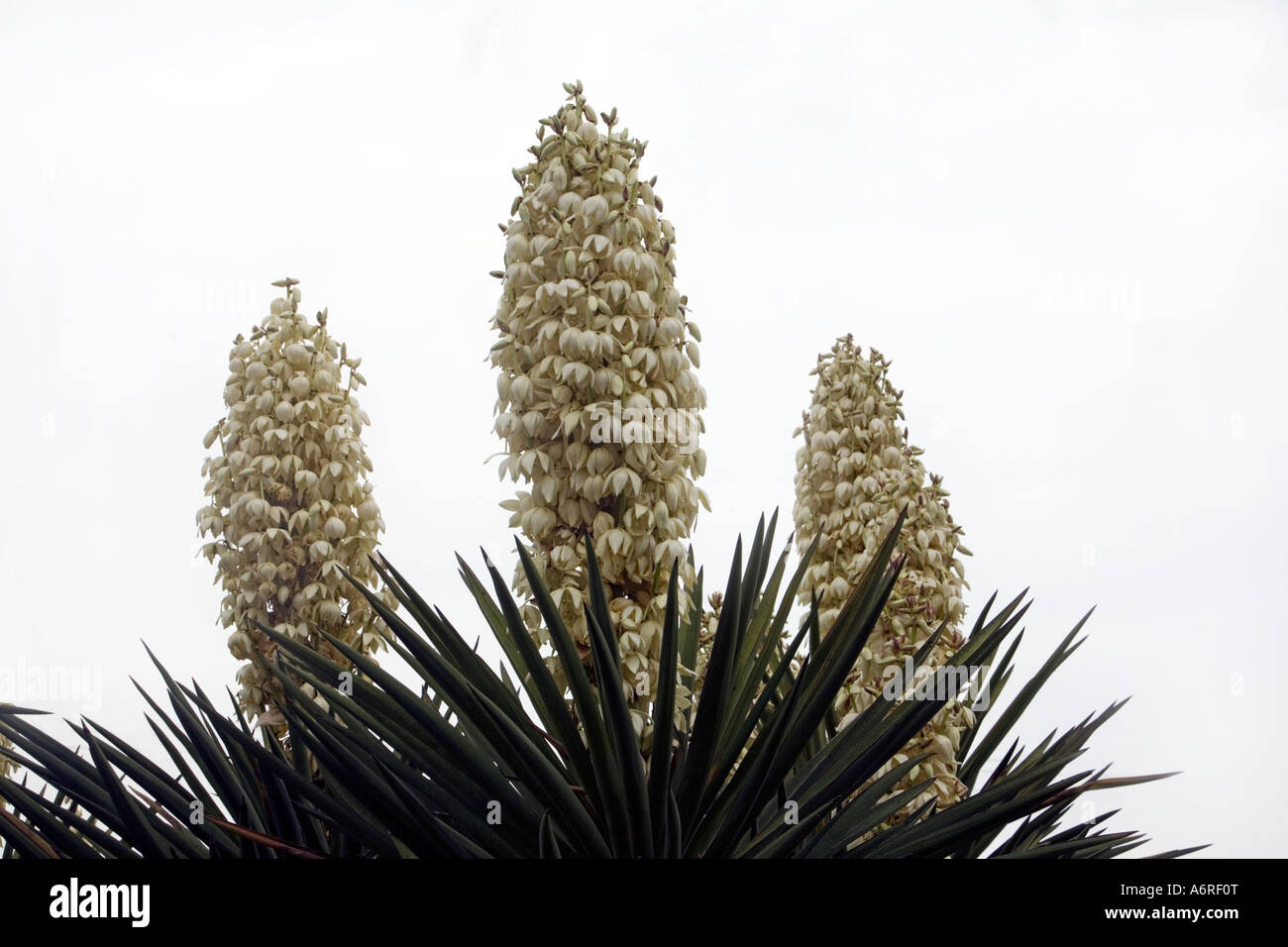 Yucca Spanish Dagger three blooms landscape in garden of old Spanish ...