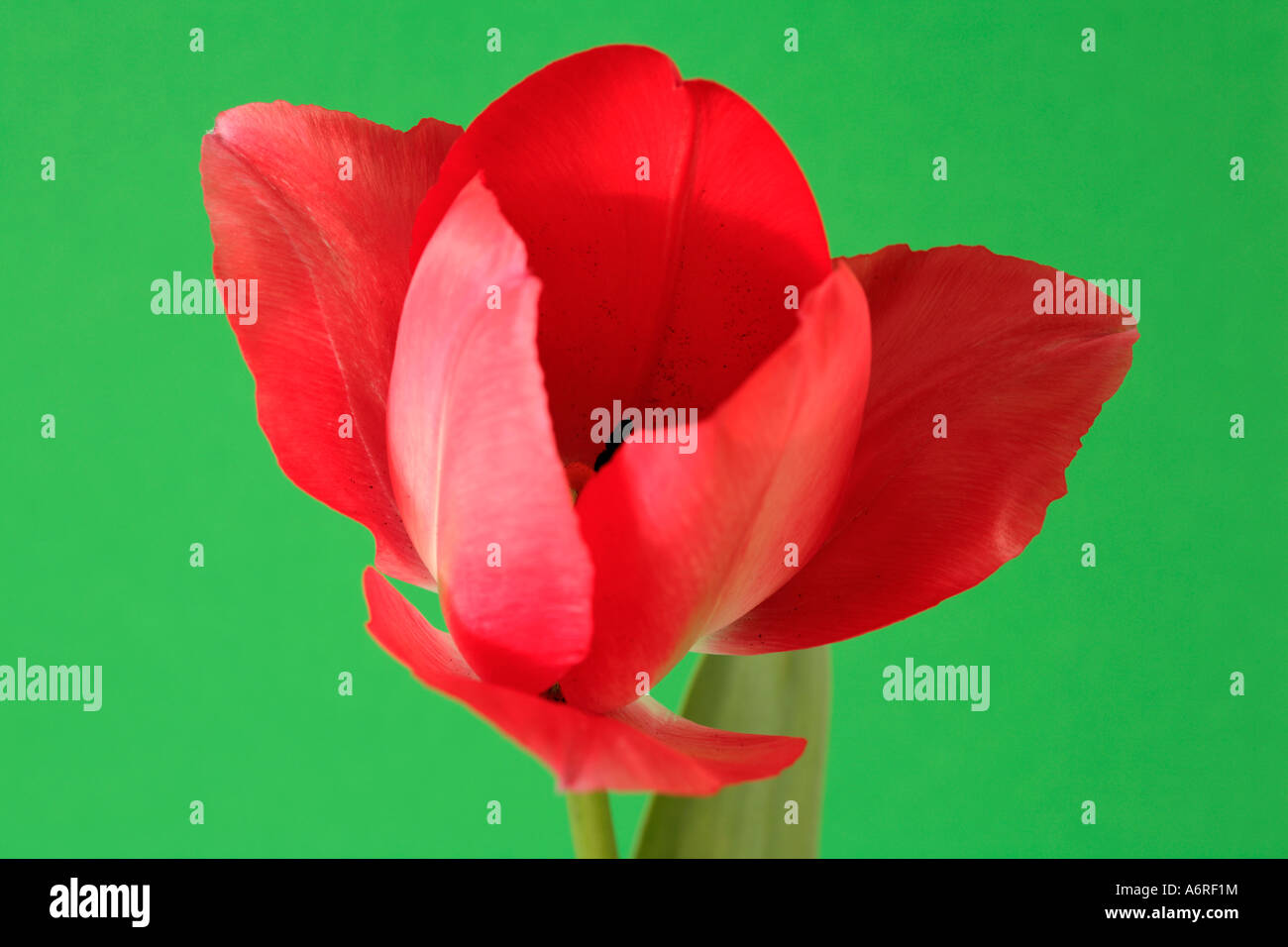 Tulip petals and stamens hi-res stock photography and images - Alamy