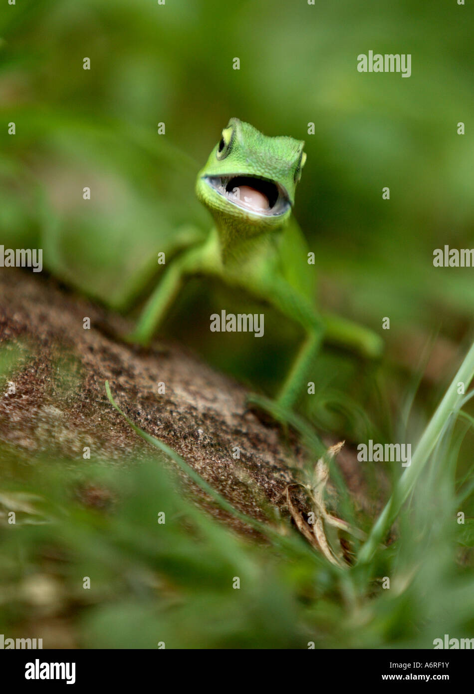 A small Gecko in the grass Stock Photo - Alamy