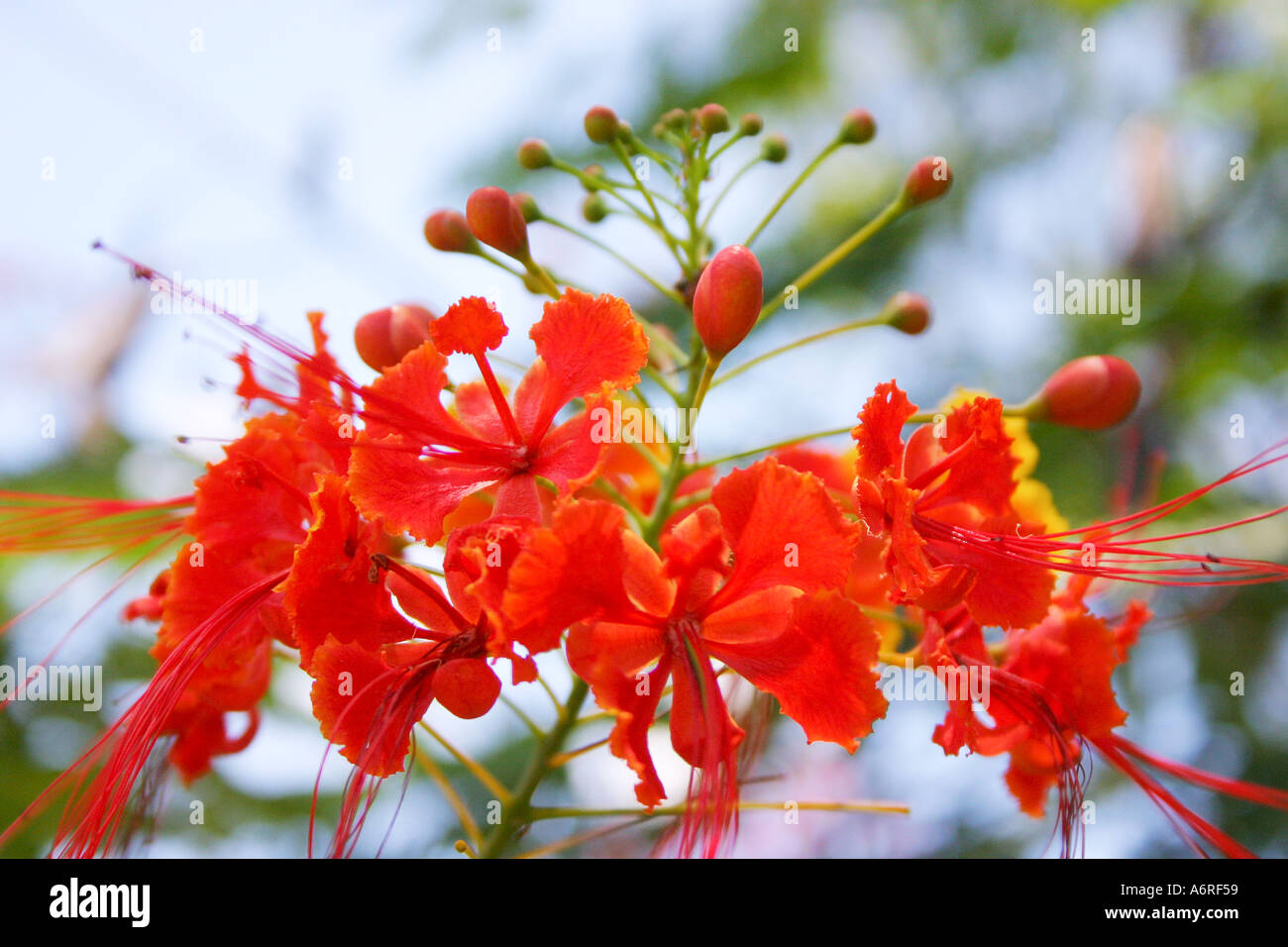 Red Caesalpinia Pulcherrinia pride of barbados flower with long ...