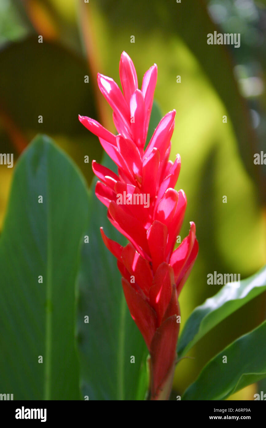 Red ginger tropical flower with leaf Stock Photo - Alamy