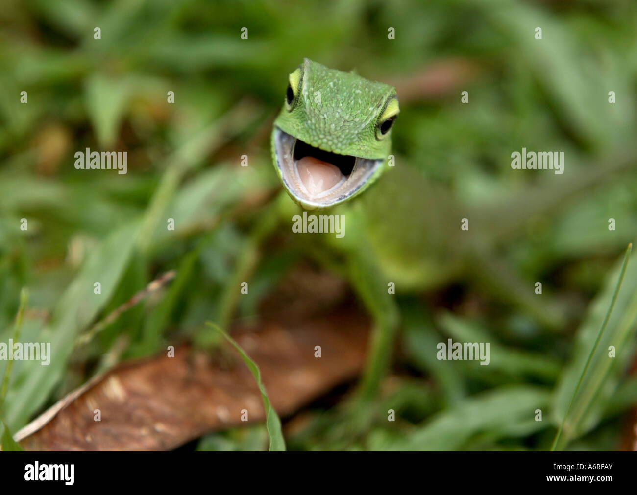 A small Gecko in the grass Stock Photo - Alamy