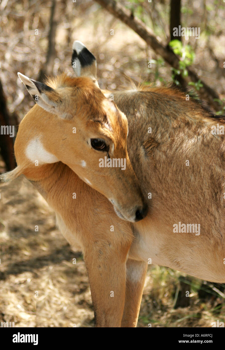 The Nilgai Antelope inhabits dry forests regions in India and Pakistan ...