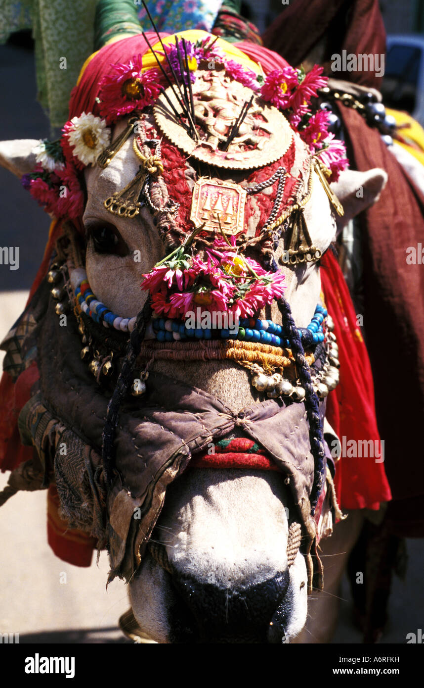 holy cow in mysore, india Stock Photo - Alamy